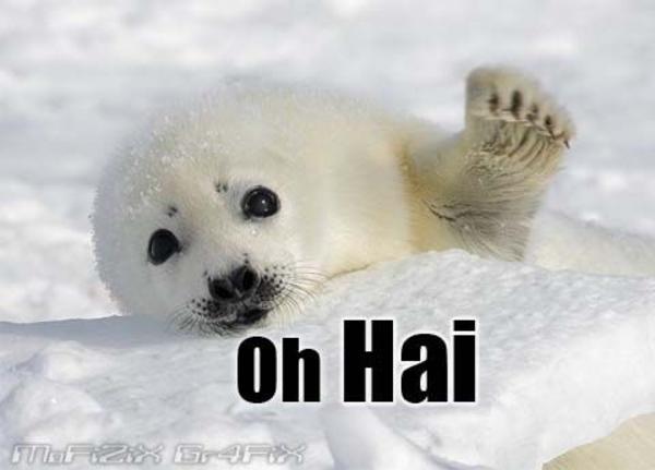 [Image - 79025] | OH HAI | Know Your Meme