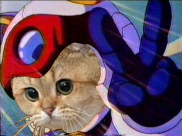 [Image - 79995] | Starecat / Grafics Cat | Know Your Meme