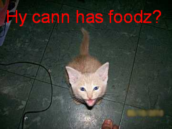 [Image - 80195] | LOLcats | Know Your Meme