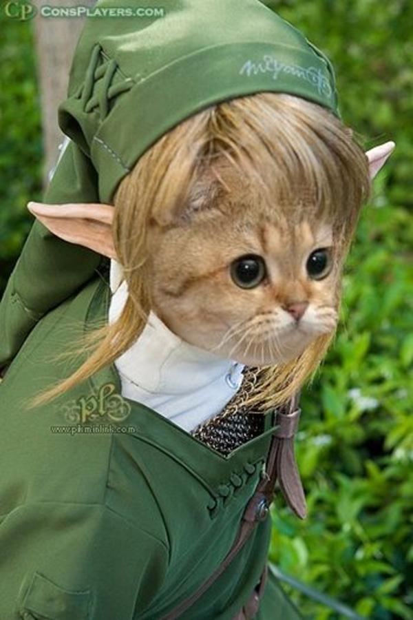 [Image - 85217] | Starecat / Grafics Cat | Know Your Meme