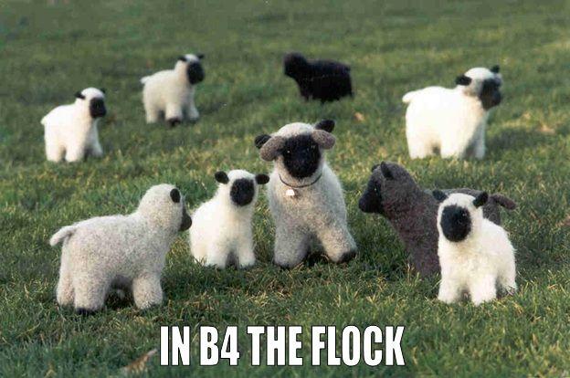 In b4 the flock | INB4 | Know Your Meme