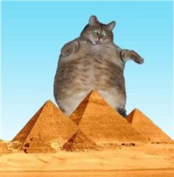 [Image - 92557] | Tubcat | Know Your Meme