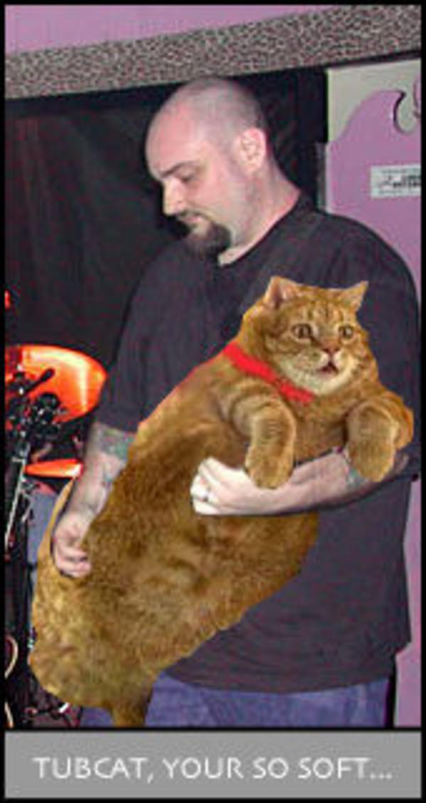 [Image - 92559] | Tubcat | Know Your Meme