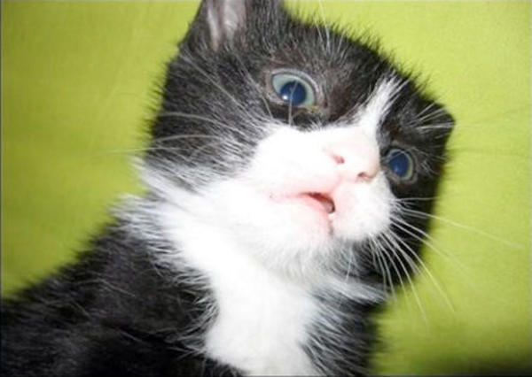 [Image - 97951] | OMG Cat | Know Your Meme