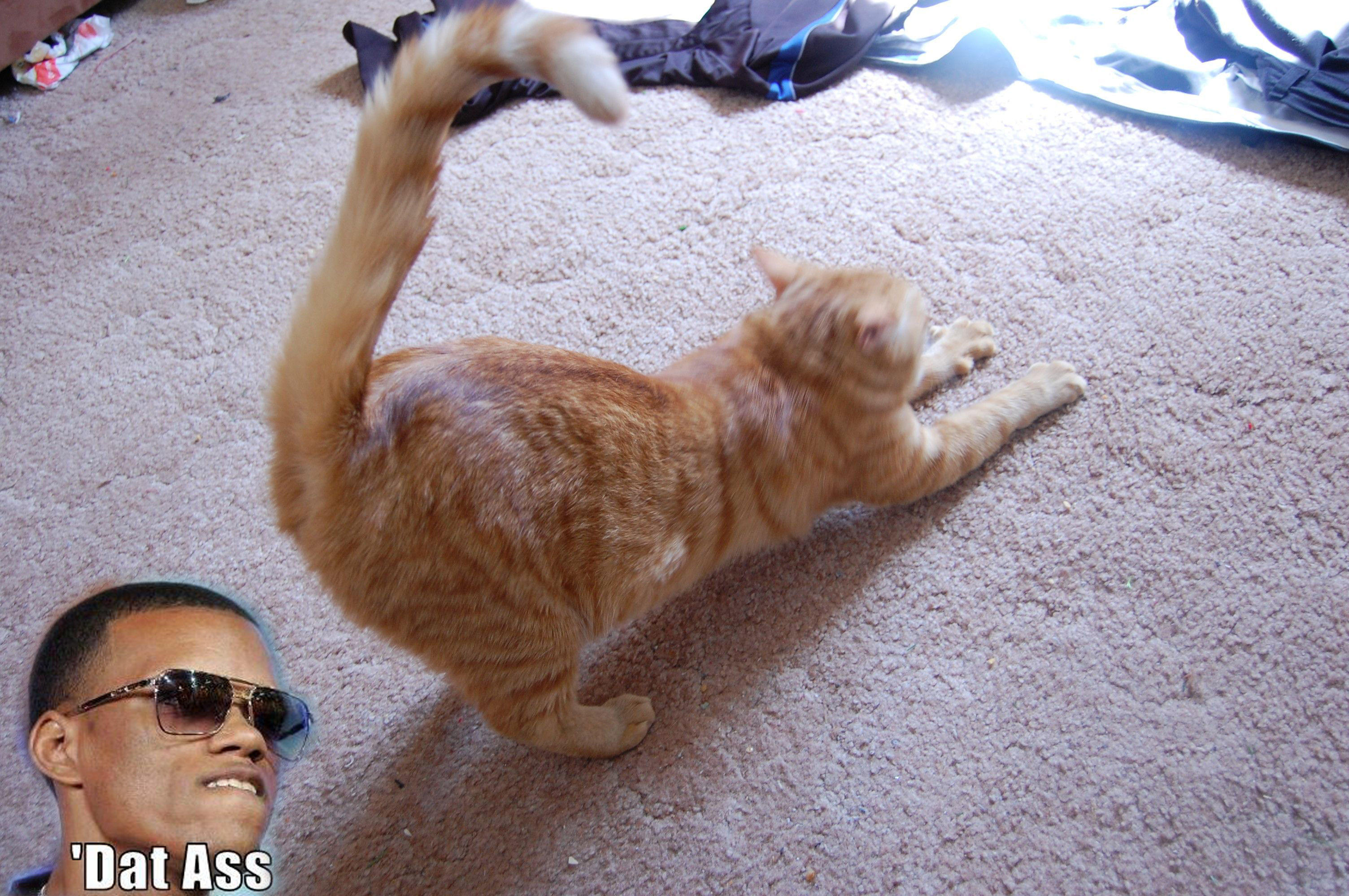 [Image - 109167] | 'Dat Ass | Know Your Meme