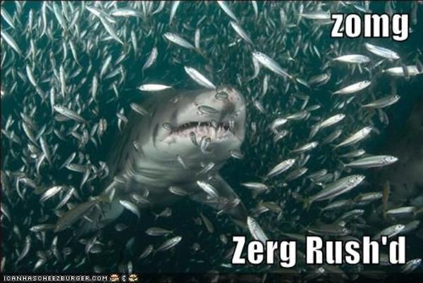 [Image - 110496] | Zerg Rush | Know Your Meme