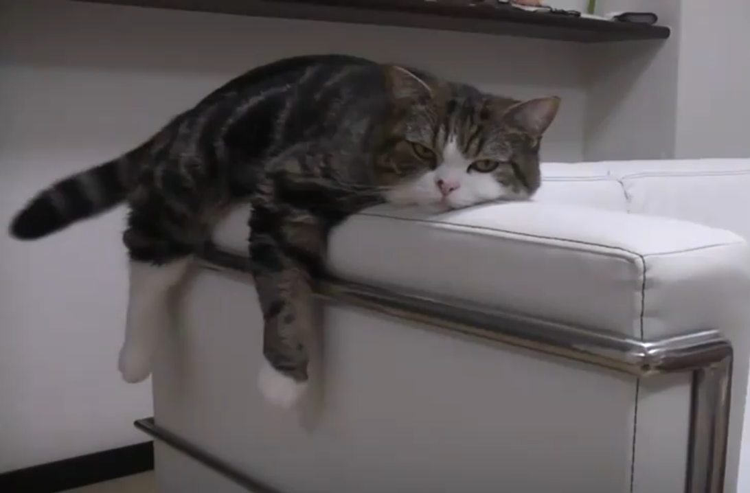 [Image - 110855] | Maru the Cat | Know Your Meme