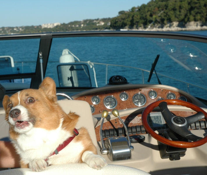 [Image - 112413] | Surprised Corgi | Know Your Meme