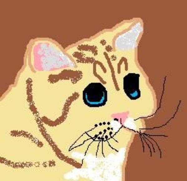 [Image - 114923] | Starecat / Grafics Cat | Know Your Meme