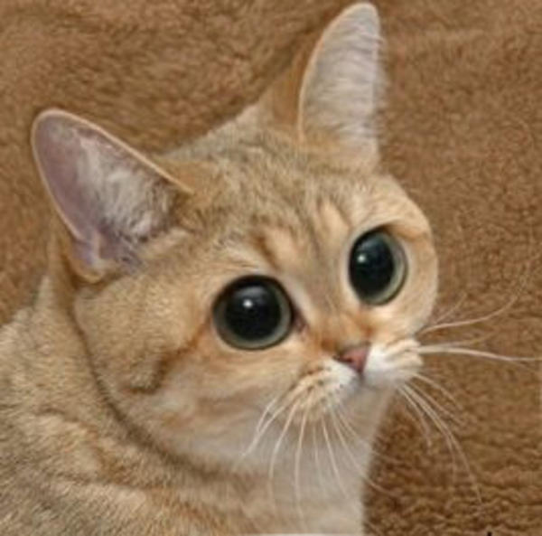 [Image - 114943] | Starecat / Grafics Cat | Know Your Meme