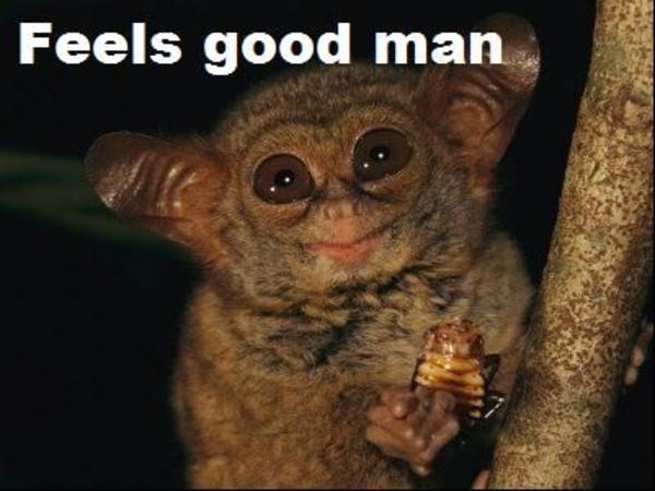 [Image - 115234] | Feels Good Man | Know Your Meme