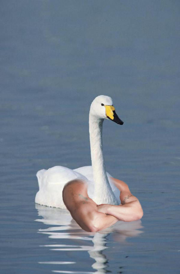 [Image - 115902] | Birds with Arms | Know Your Meme