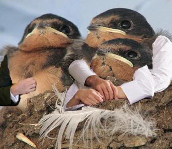 [Image - 116642] | Birds with Arms | Know Your Meme