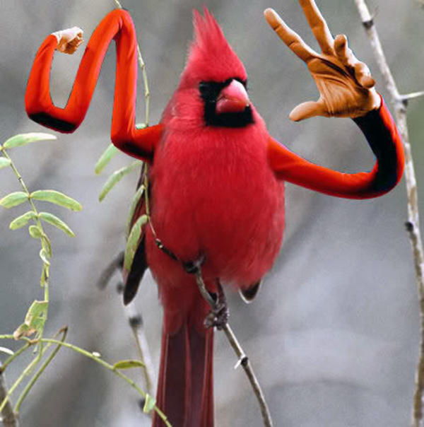[Image - 116644] | Birds with Arms | Know Your Meme