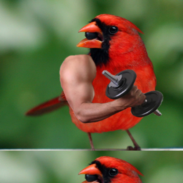 [Image - 116762] | Birds with Arms | Know Your Meme