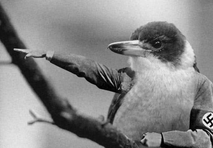 [Image - 117237] | Birds with Arms | Know Your Meme