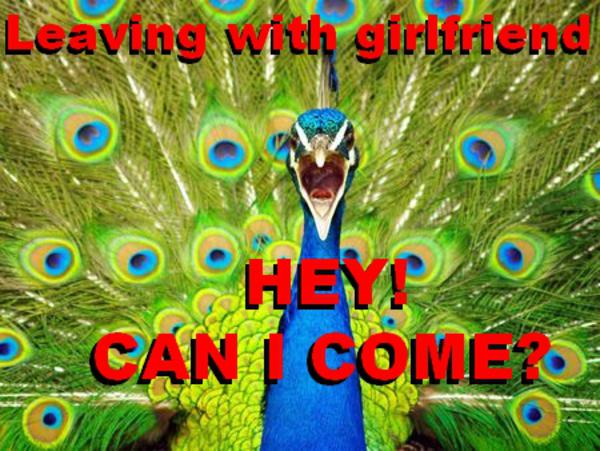 [Image - 122559] | Cockblock Peacock | Know Your Meme