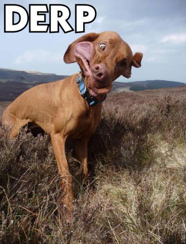 [Image - 125797] | Derp | Know Your Meme