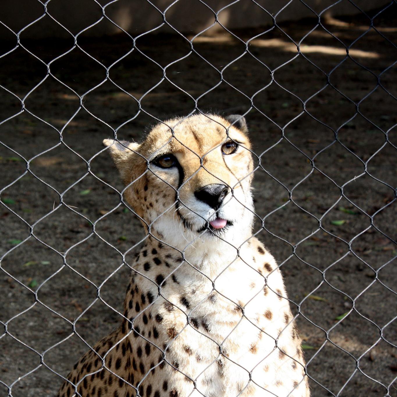 [Image - 126413] | deep thinking cheetah | Know Your Meme