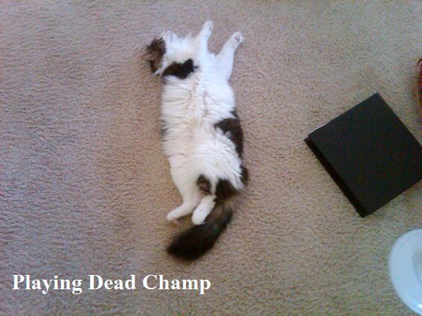 [Image - 132428] | Playing Dead | Know Your Meme