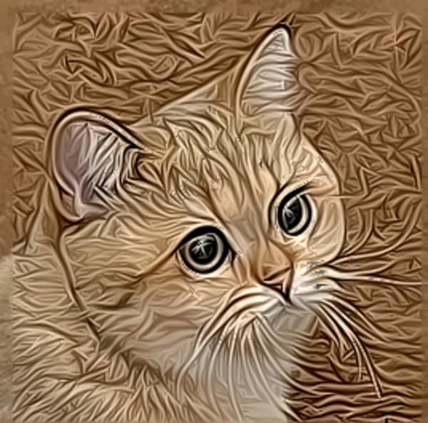 [Image - 134158] | Starecat / Grafics Cat | Know Your Meme