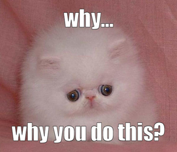 [Image - 141973] | LOLcats | Know Your Meme