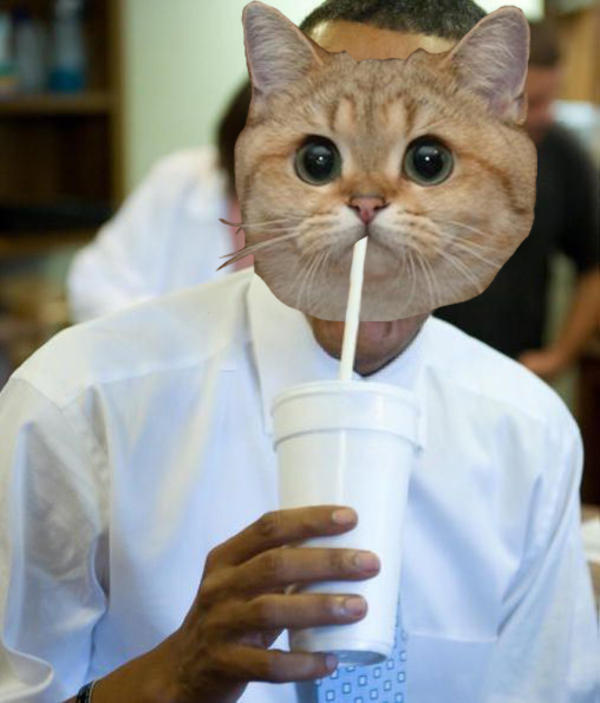 [Image - 146603] | Starecat / Grafics Cat | Know Your Meme