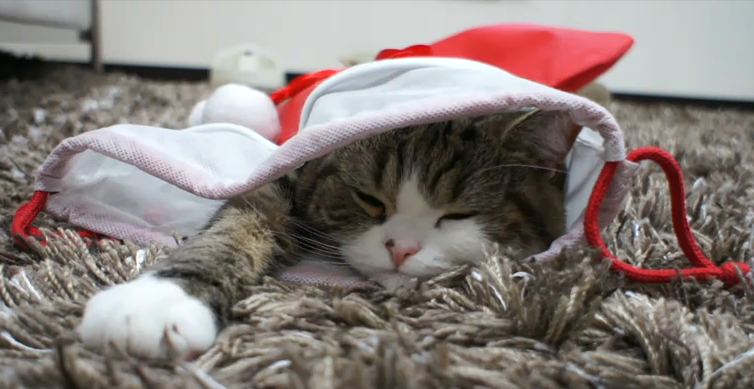 [Image - 151885] | Maru the Cat | Know Your Meme