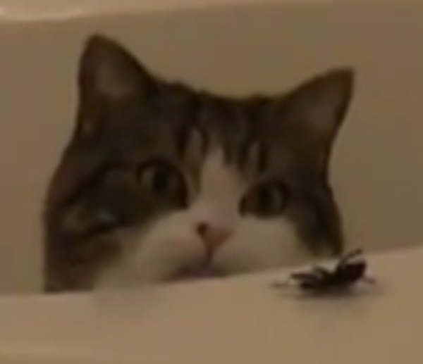 [Image - 151887] | Maru the Cat | Know Your Meme