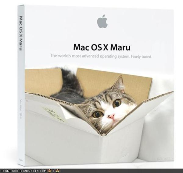 [Image - 153745] | Maru the Cat | Know Your Meme