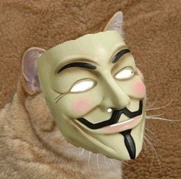 [Image - 156738] | Starecat / Grafics Cat | Know Your Meme