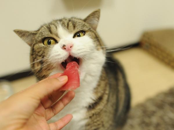 [Image - 162334] | Maru the Cat | Know Your Meme