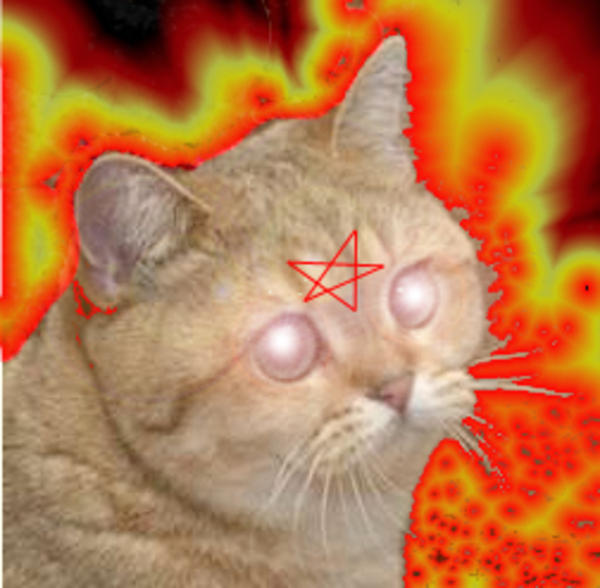 [Image - 167305] | Starecat / Grafics Cat | Know Your Meme
