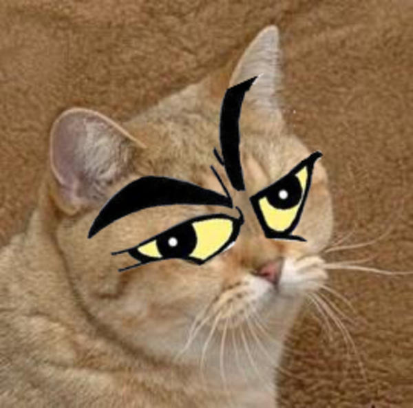 [Image - 167351] | Starecat / Grafics Cat | Know Your Meme