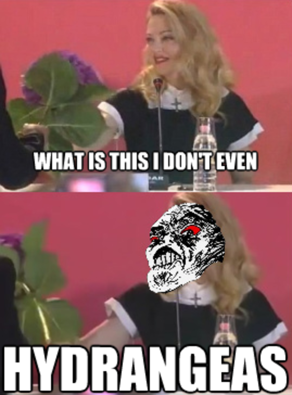 [Image - 173968] | Madonna Loathes Hydrangea | Know Your Meme