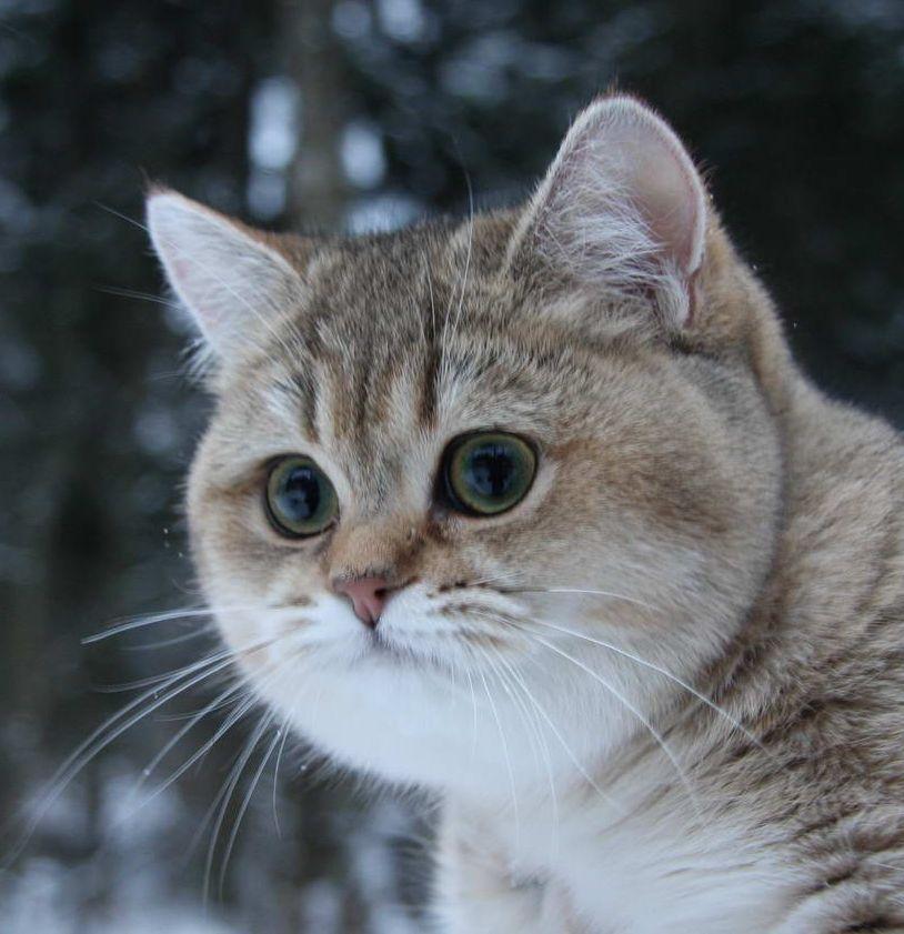 [Image - 178155] | Starecat / Grafics Cat | Know Your Meme