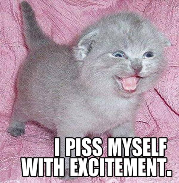 [Image - 178430] | LOLcats | Know Your Meme