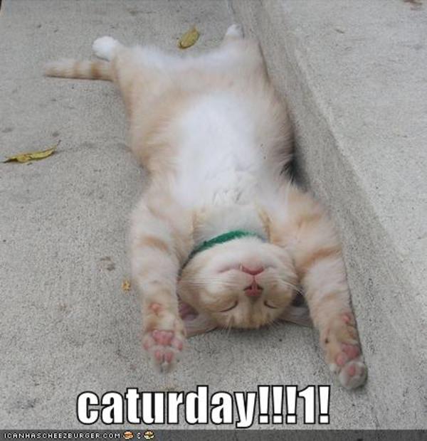 [Image - 181597] | Caturday | Know Your Meme