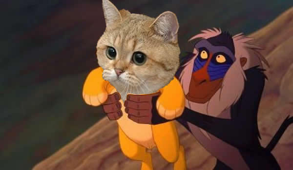 [Image - 183928] | Starecat / Grafics Cat | Know Your Meme