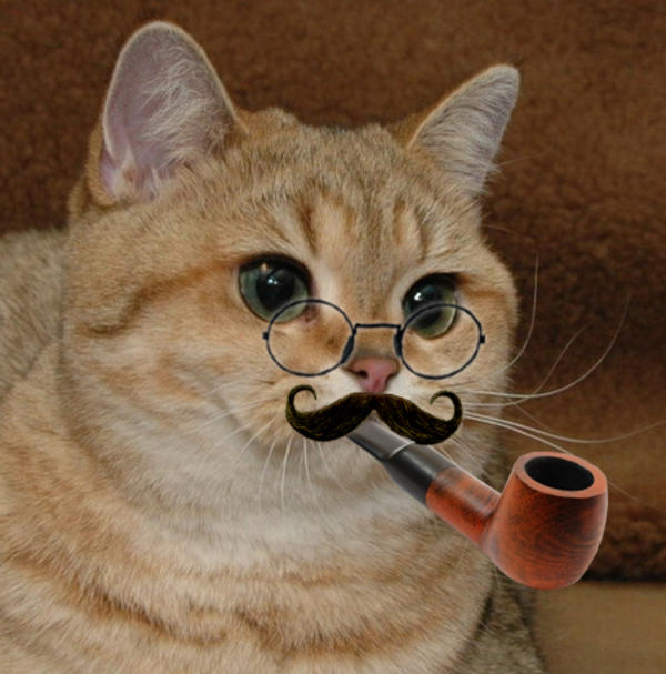 [Image - 183934] | Starecat / Grafics Cat | Know Your Meme