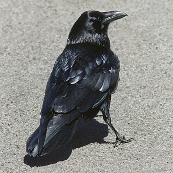 [Image - 183994] | Rich Raven | Know Your Meme