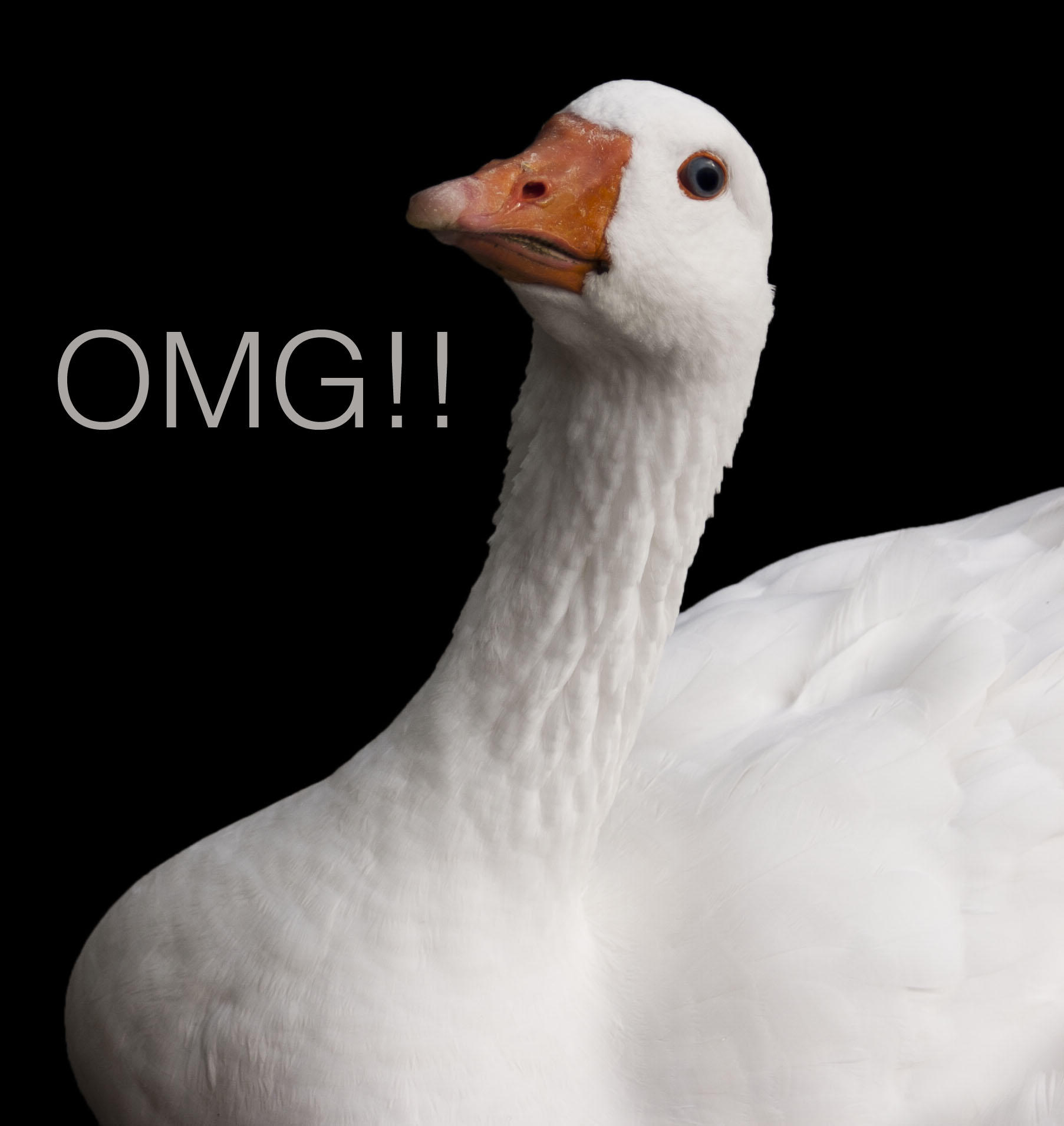 [Image - 184640] | OMG | Know Your Meme