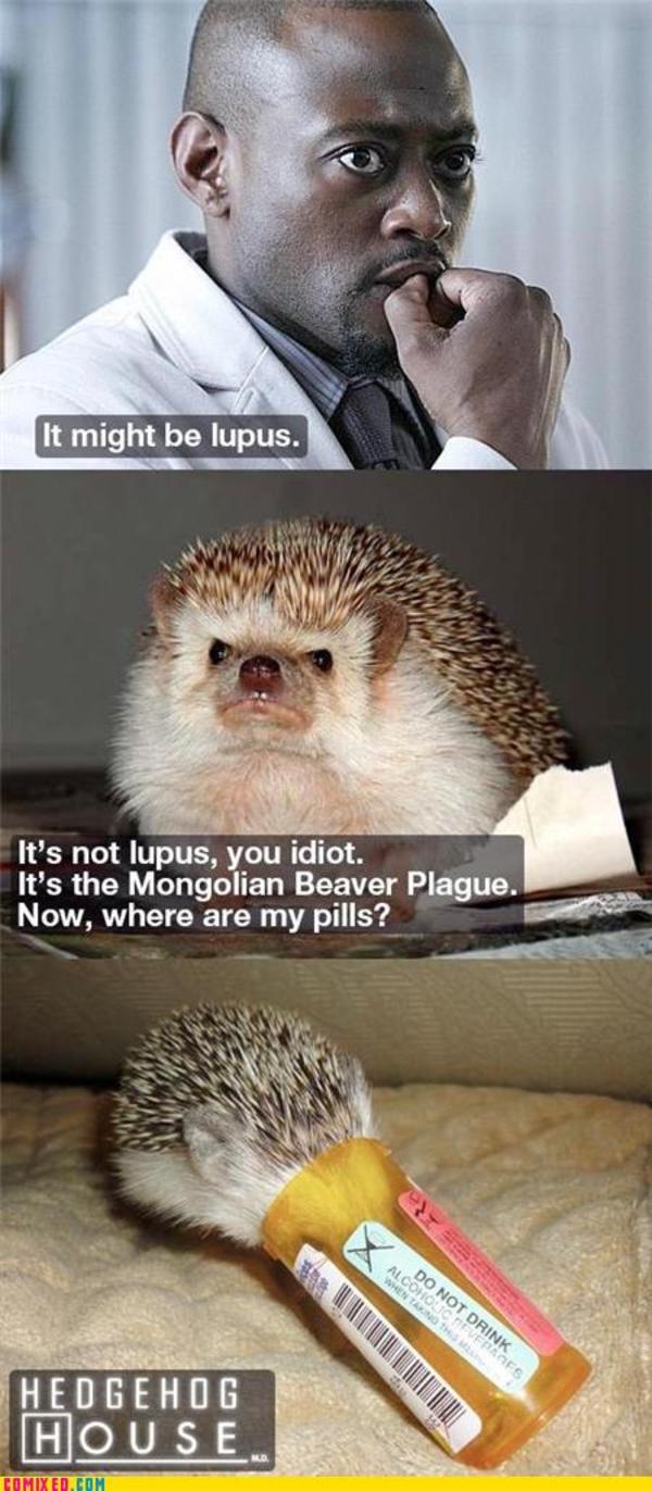 [Image - 189145] | It's Not Lupus | Know Your Meme
