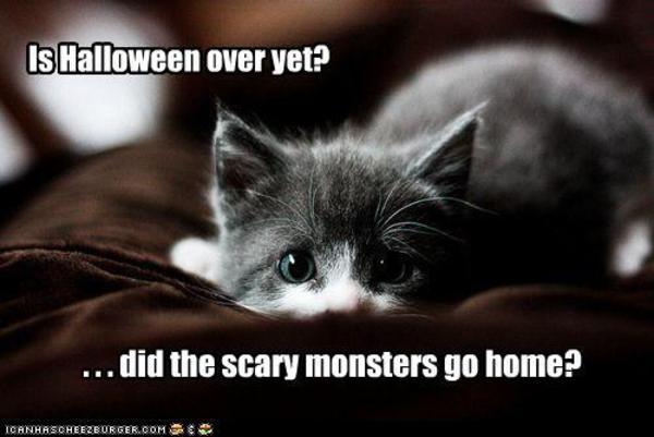 [Image - 191683] | LOLcats | Know Your Meme