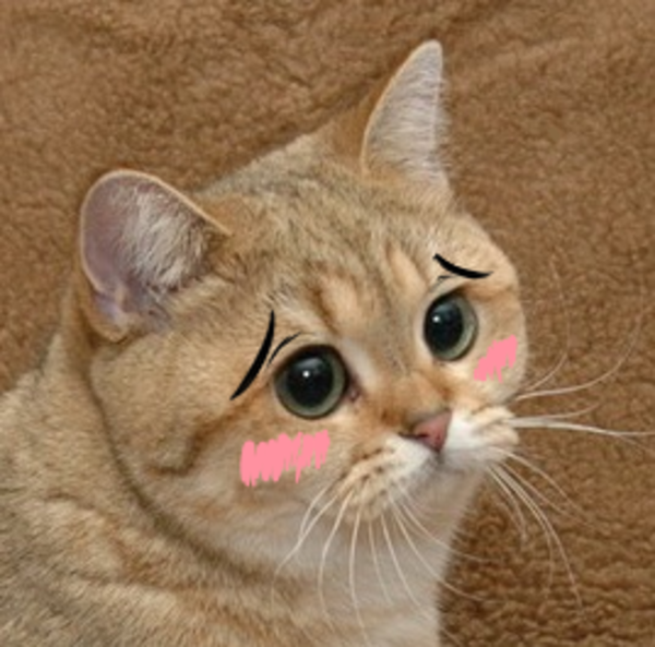 [Image - 192533] | Starecat / Grafics Cat | Know Your Meme