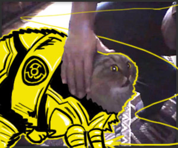 [Image - 197620] | NONONONO Cat | Know Your Meme