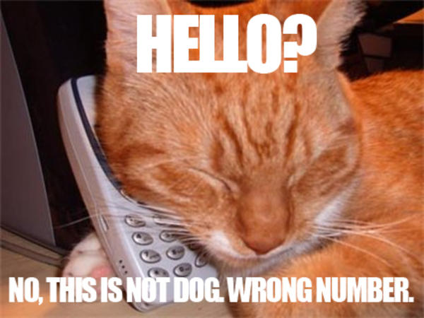 [Image - 198444] | Yes, This is Dog | Know Your Meme