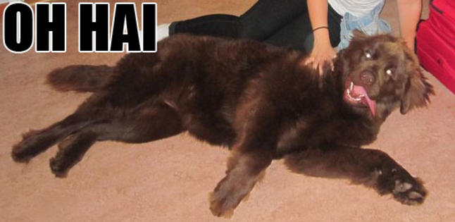 [Image - 211174] | OH HAI | Know Your Meme