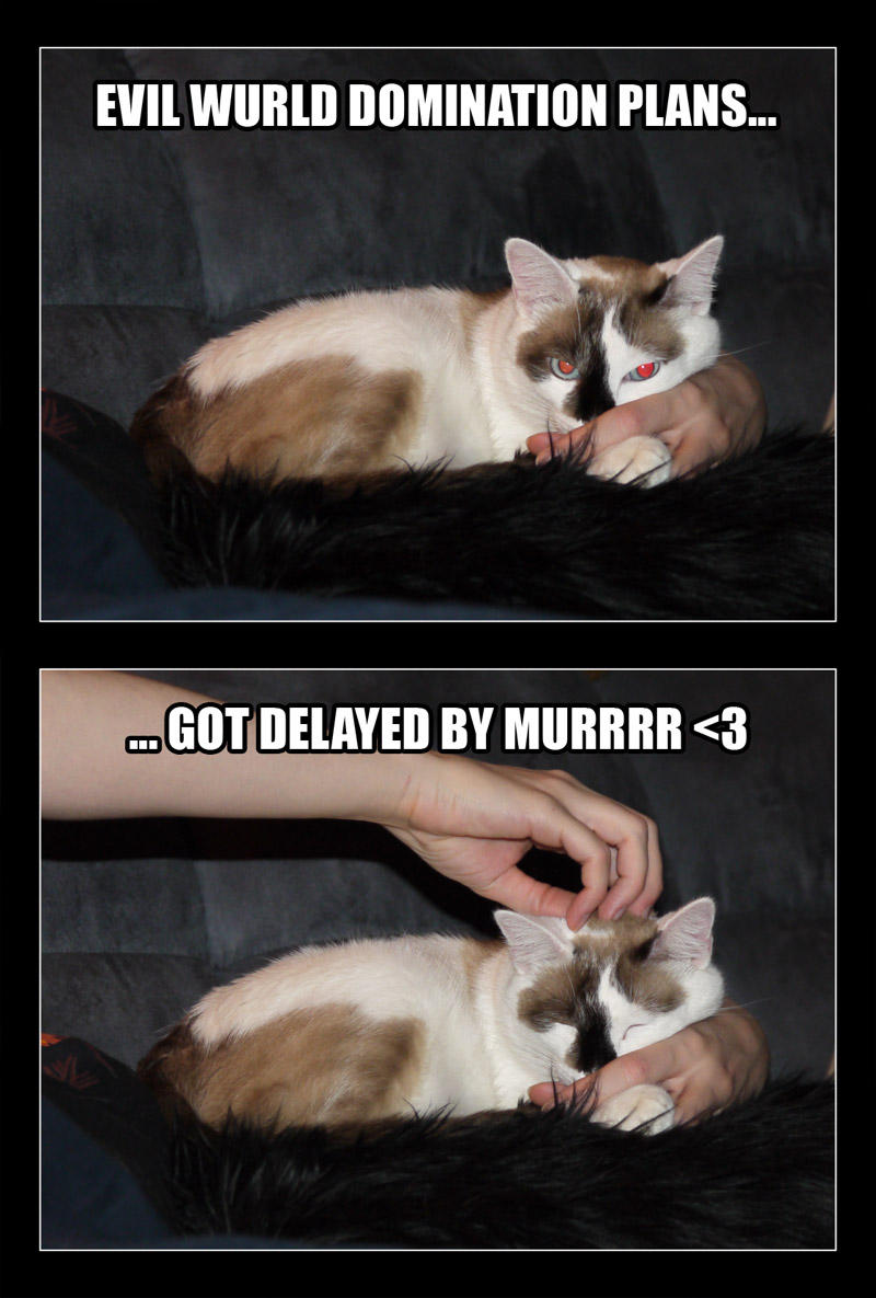 [Image - 219122] | LOLcats | Know Your Meme