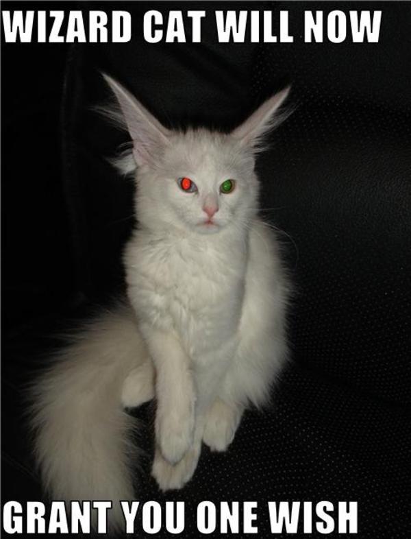 [Image - 219125] | LOLcats | Know Your Meme